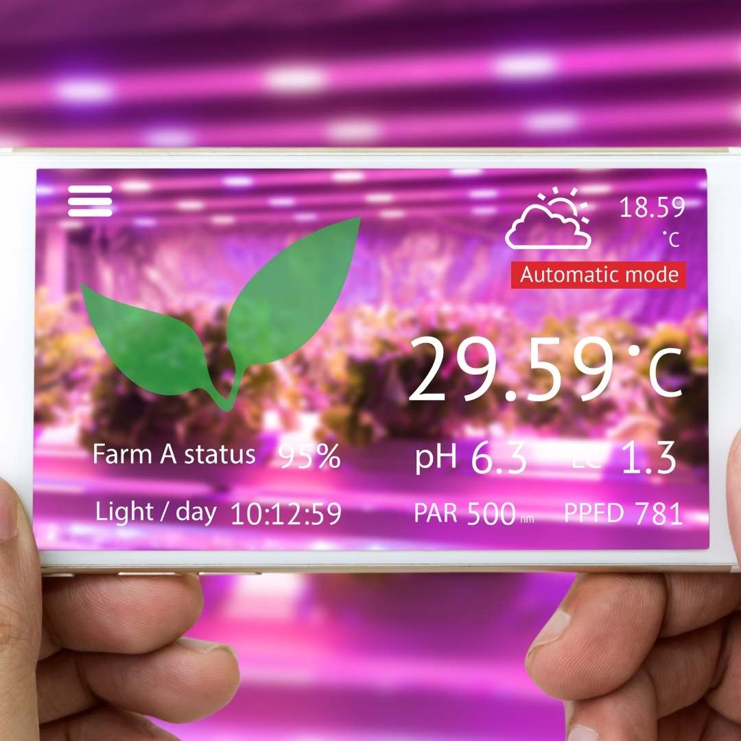 Effektive LED Beleuchtung für den Cannabis-Anbau – Engel Lighting GmbH ...