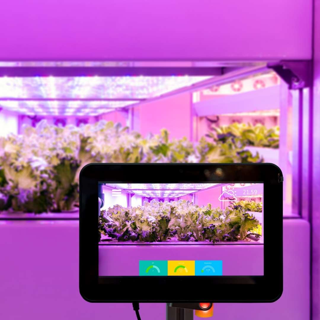 Grow Lights: The Importance of Lighting for Your Plants' Growth — Engel ...